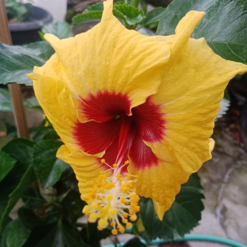 Jual Tanaman hias bunga Sepatu & Hibiscus Poppy Golden Crimson tanaman ...