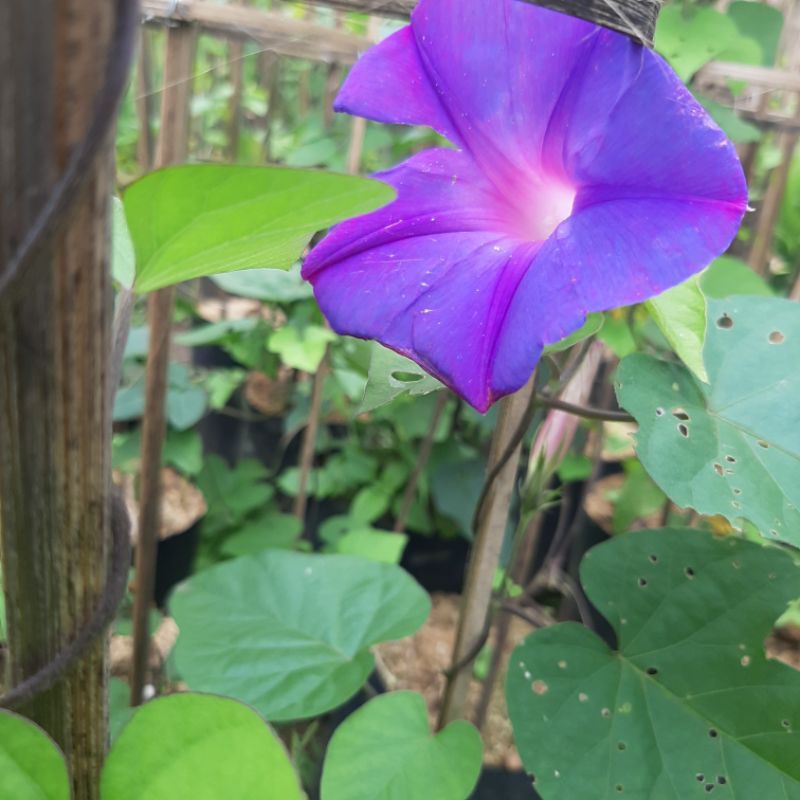 Jual tanaman hias merambat | bunga morning glory | Shopee Indonesia