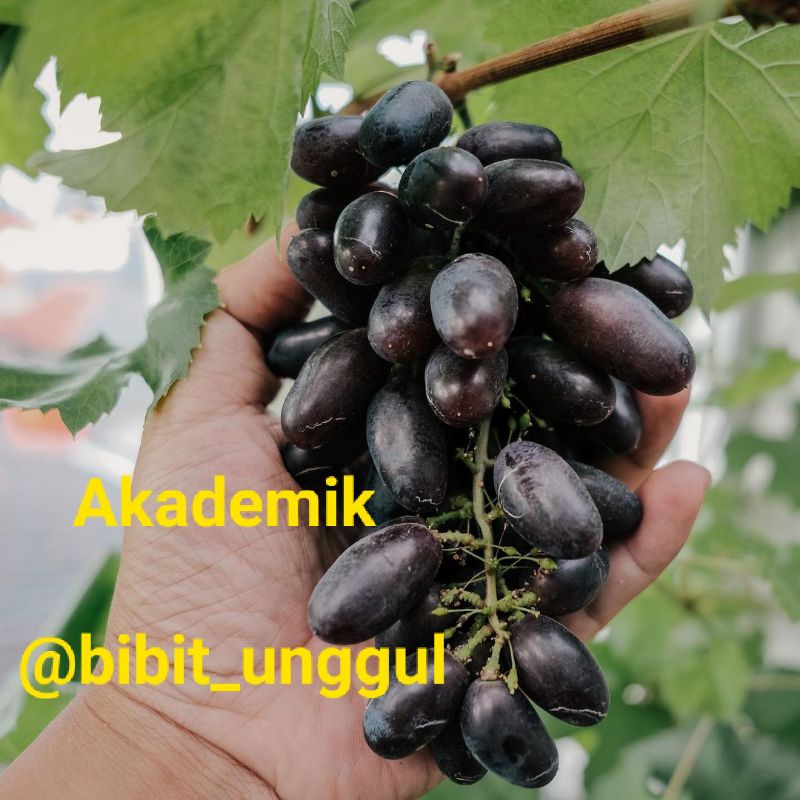 Jual bibit anggur impor jenis AKADEMIK gampang berbuah dan sangat ...