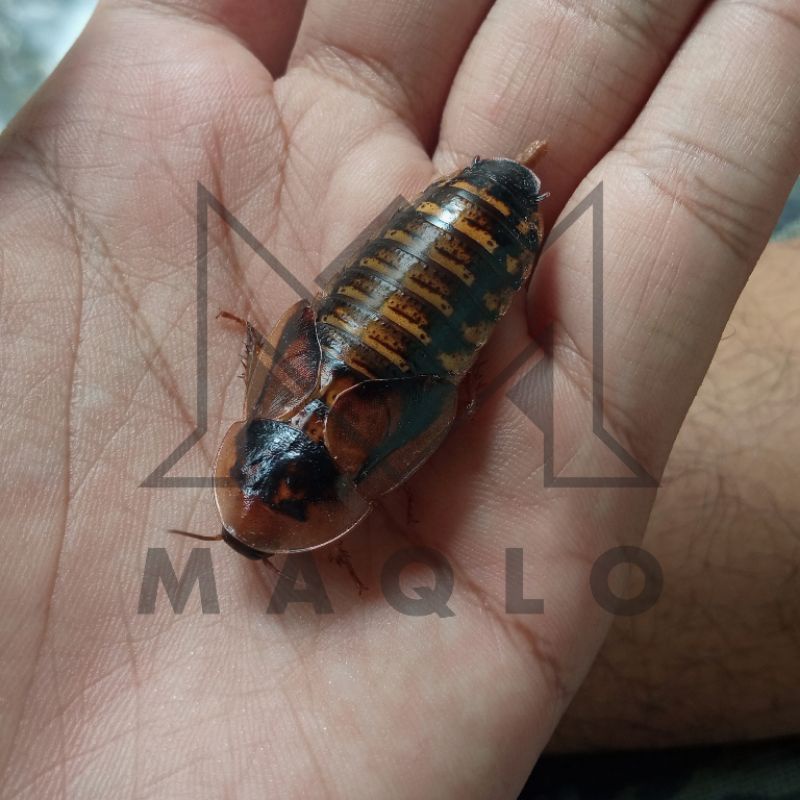 Jual KECOA DUBIA BLAPTICA BETINA DEWASA BESAR SIAP BREEDING TERMURAH ...