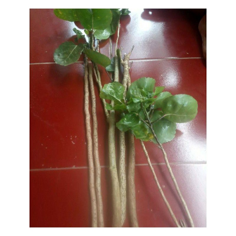 Jual Bibit Stek Batang Daun Mangkokan tanaman Daun Mangkok | Shopee ...