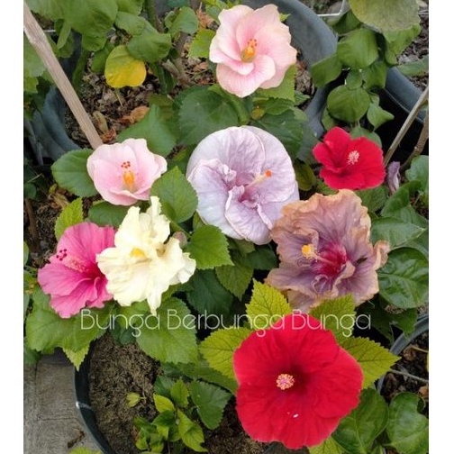 Jual Paket bibit bunga sepatu 3 pohon 3 warna berbeda jenis import ...