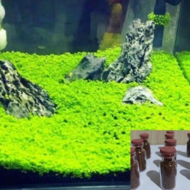 Jual Carpet Seed Small Leaf Bibit Benih Tanaman Air Aquascape Aquarium ...