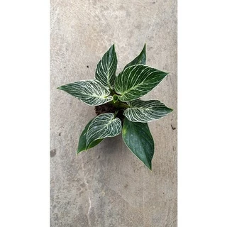 Jual bunga pilo Harga Terbaik & Termurah Maret 2026 | Shopee Indonesia