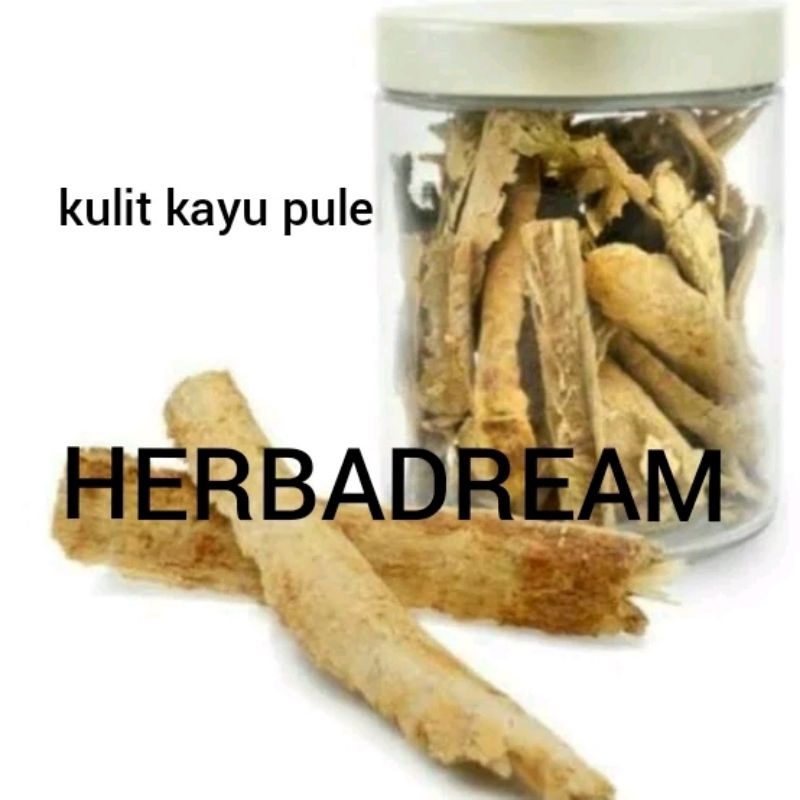 Jual 1 KG PULE ALSTONIA SCHOLARIS BABAKAN PULAI DITTA BARK DEVILS TREE ...