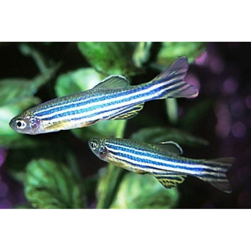 Jual blue green danio | Shopee Indonesia