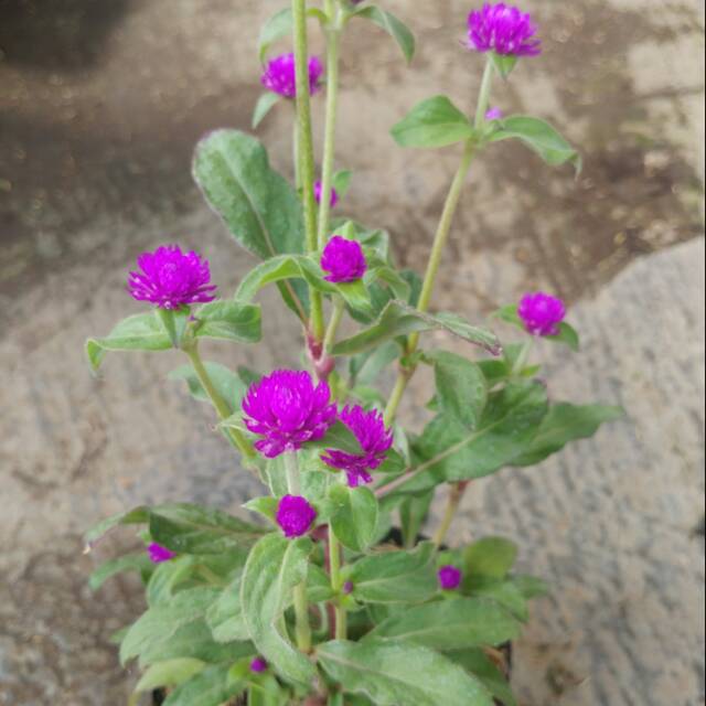 Jual Tanaman hias bunga kancing ungu | Shopee Indonesia