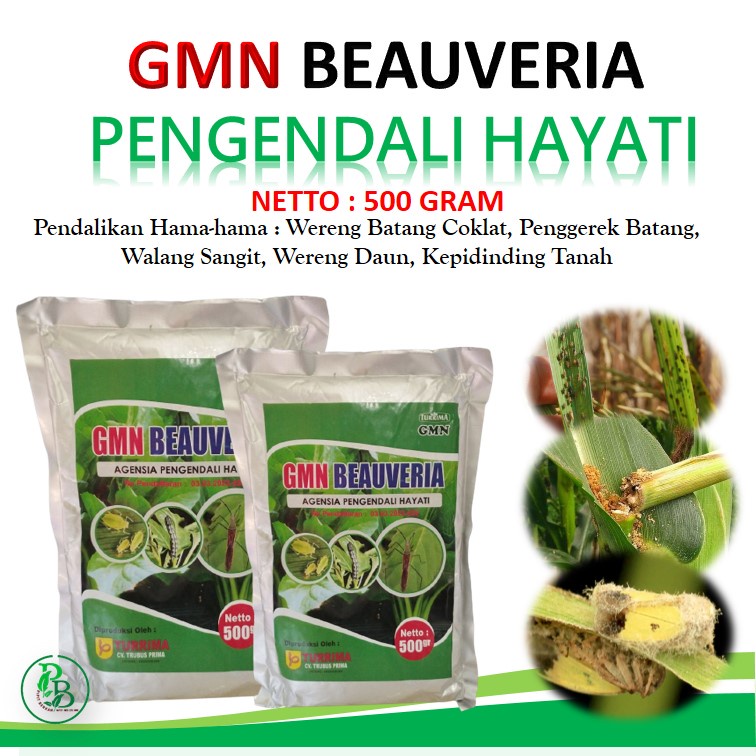 Jual AGENSIA hayati untuk padi, Beauveria bassiana untuk mengendalikan ...