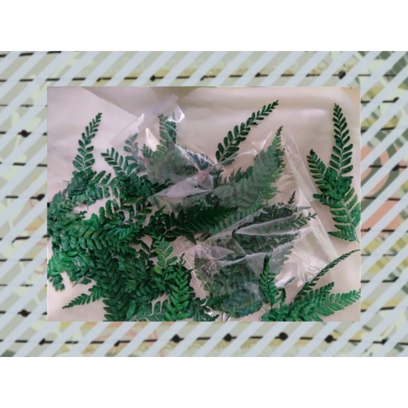 Jual Daun Paku/Pakis Kering Rustic /Dried Flower Bucket | Shopee Indonesia