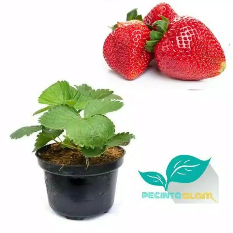 Jual Beli 2 gratis 1 Bibit pohon strowberry red giant australia jumbo ...