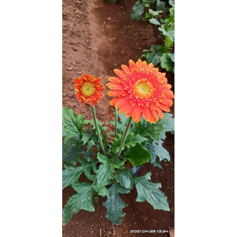 Jual paket plant bunga gerbera holand dewasa isi 5 pohon aneka macam ...