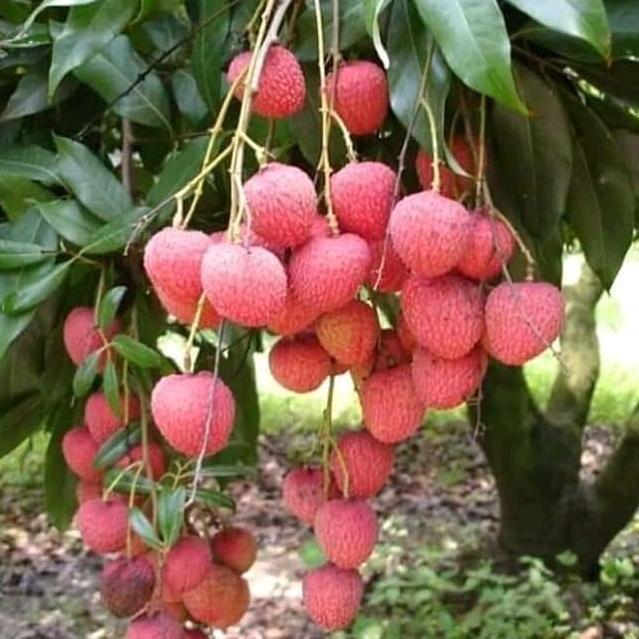 Jual bibit leci Kom/tanaman hidup | Shopee Indonesia