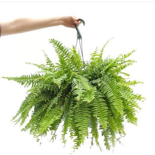Jual Tanaman hias pakis boston - pakis kelabang - tanaman paku -tanaman ...