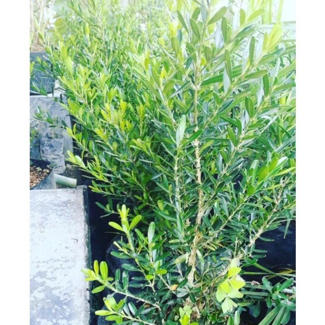 Jual Bahan Bonsai Boksus Rimbun Besar | Shopee Indonesia