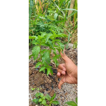 Jual DAUN KEMANGI KING TOBA (tanaman daun kemangi ) | Shopee Indonesia
