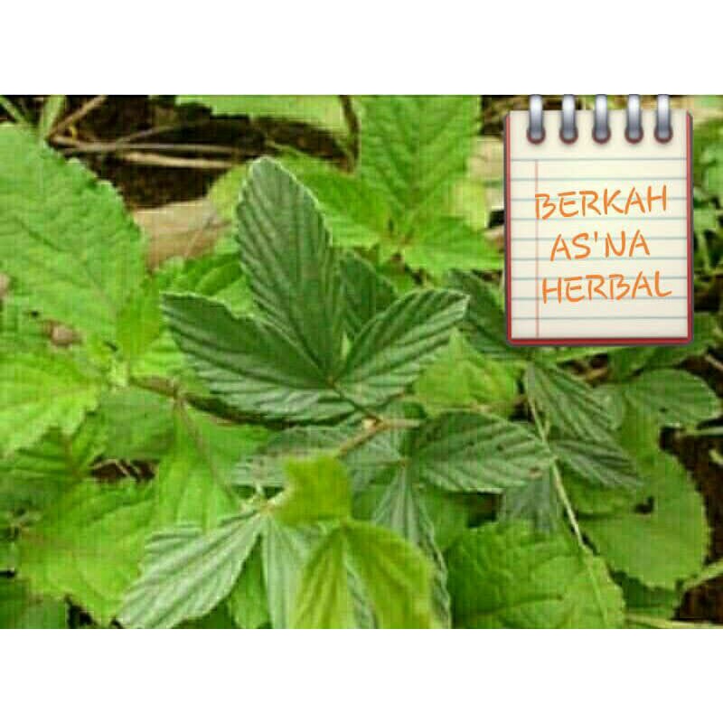Jual Daun Opo opo fres 50 gram ,daun opo opo untuk adat ,daun untuk ...