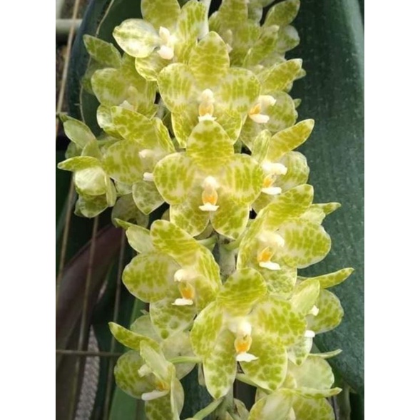 Jual phalaenopsis gigantea flava | Shopee Indonesia