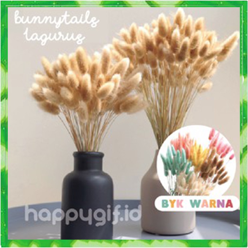 Jual Bunga Kering Bunnytail Lagurus Rabbit tail grass Natural Bunnytails Ruang Tamu / Kamar ...