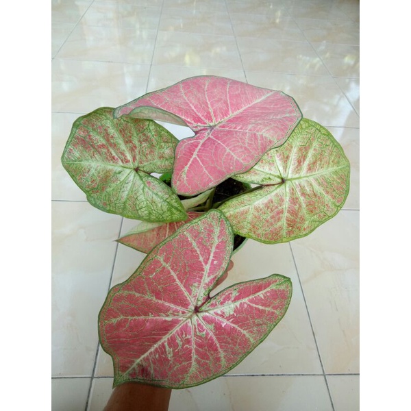 Jual Caladium/Keladi Hybrid | Shopee Indonesia
