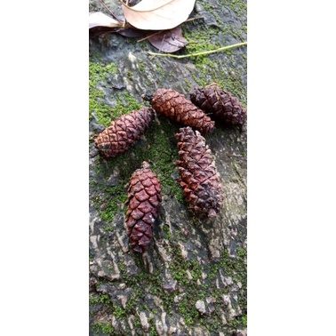 Jual bunga pinus | Shopee Indonesia