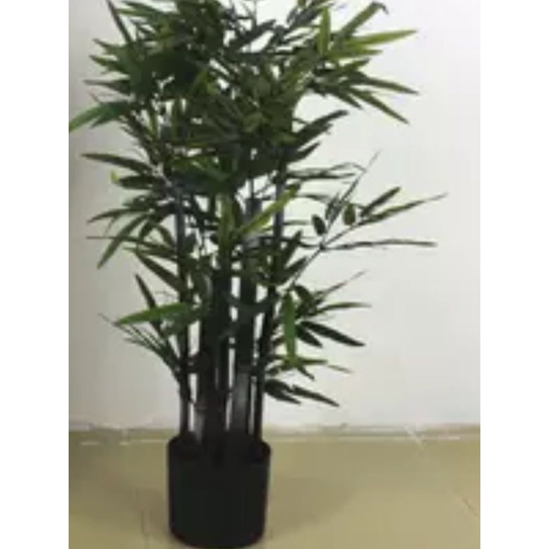 Jual BIBIT BAMBU HITAM//BIBIT TANAMAN BAMBU HITAM SEGERR | Shopee Indonesia