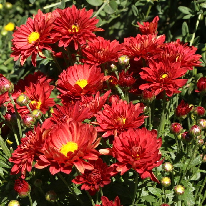 Jual Biji Benih Bunga Ground-cover Chrysanthemum Mixed Tanaman Hias ...