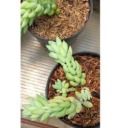 Jual Sculent Mix ( Skulen Campur ) | Shopee Indonesia