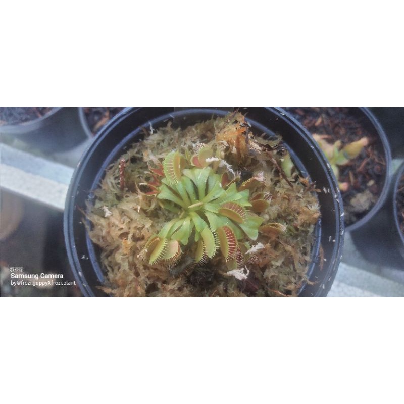 Jual venus flytrap DCXL tanaman karnivora | Shopee Indonesia