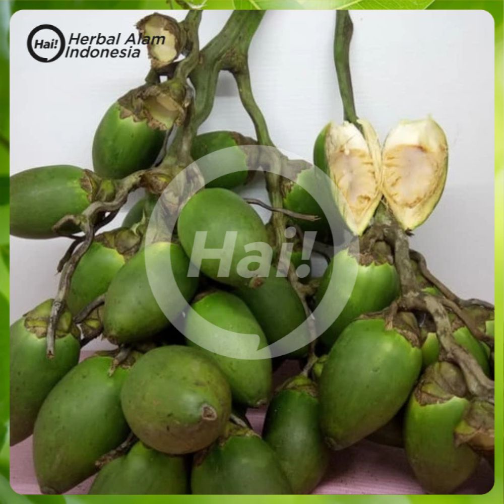 Jual BUAH PINANG MUDA ATAU JAMBE MUDA SEGAR OBAT HERBAL STAMINA PRIA ...
