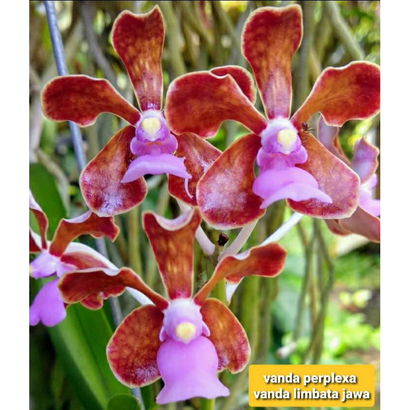 Jual vanda perplexa vanda limbata dewasa vanda spesies jawa | Shopee Indonesia