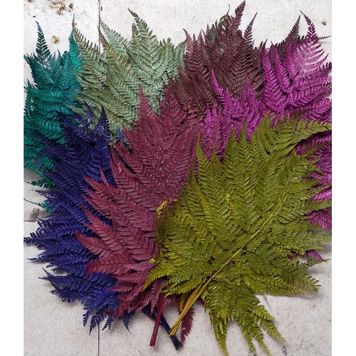 Jual daun pakis PREMIUM aneka warna / harga per set / bunga kering ...