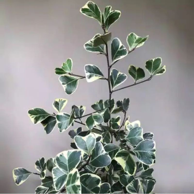 Jual Tanaman hias ficus triangularis beringin kupu kupu varigata ...
