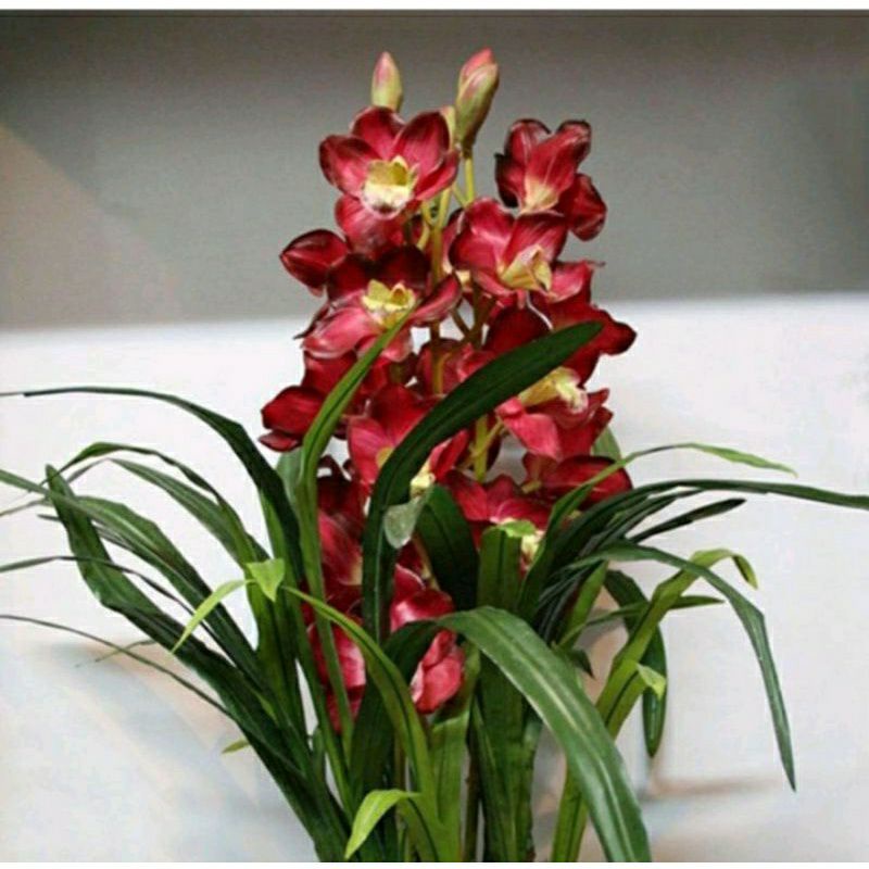 Jual bibit tanaman hias anggrek cyimbidium bunga red marun | Shopee ...