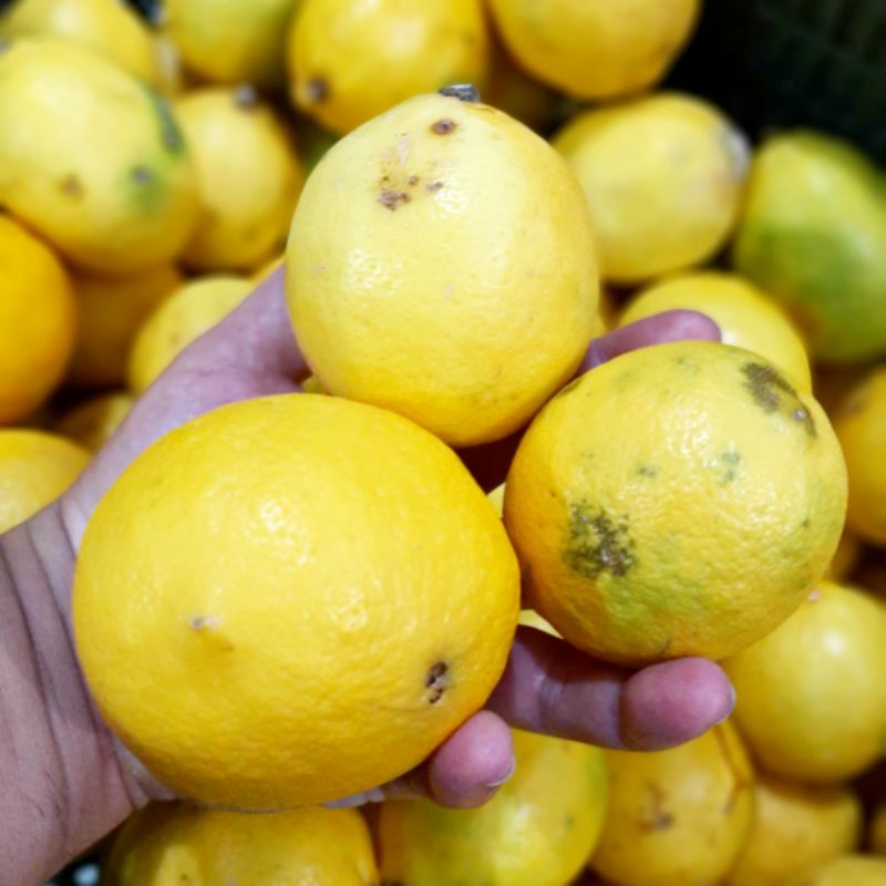 Jual LEMON CALIFORNIA MURAH 1 KG JAKARTA BARAT+ FRESH + BANYAK AIR ...
