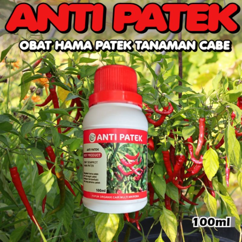 Jual Fungisida Hama Patek Obat Patek Obat Cabai Anti Patek Anti Virus ...