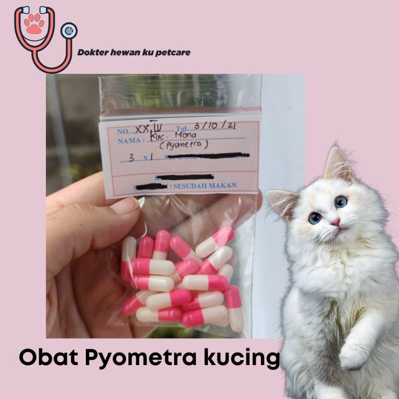 Jual OBAT PYOMETRA KUCING TANPA OPERASI SUDAH TERBUKTI AMPUH | Shopee ...