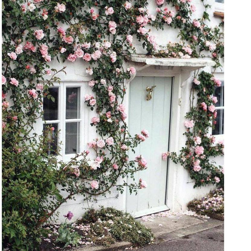 Jual Baru Tanaman Hias Hidup Mawar Rambat Bunga mawar merambat/ Tanaman ...