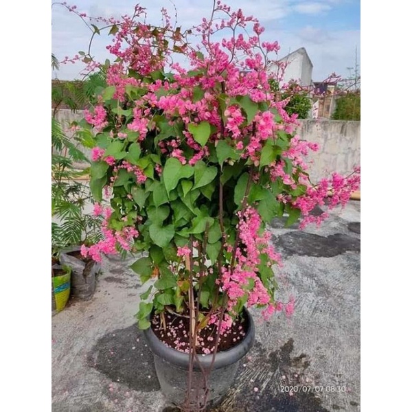 Jual Bunga air mata pengantin bunga AMP pakan lebah | Shopee Indonesia