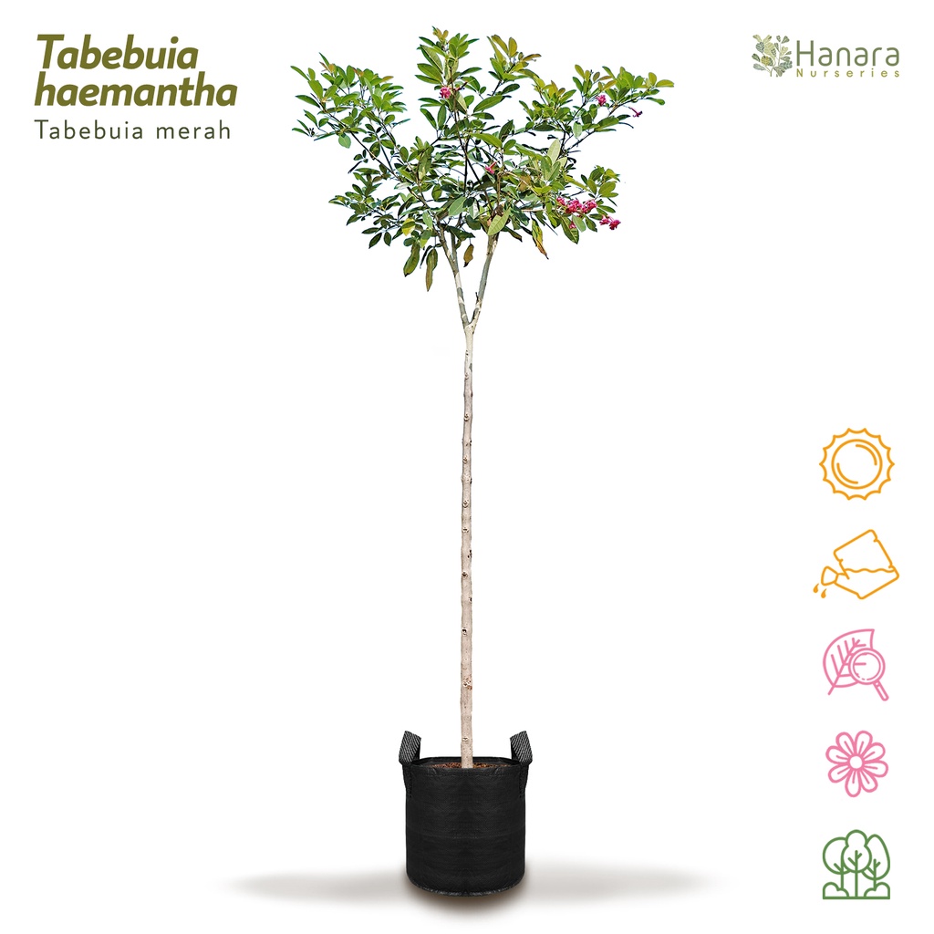 Jual Tabebuia haemantha - Tabebuia merah - pohon instan/instant tree ...