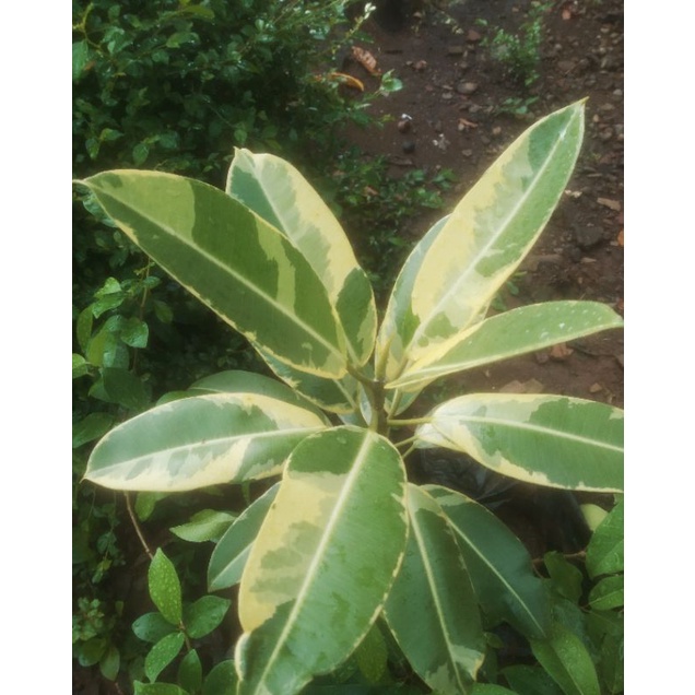 Jual Tanaman karet kebo varigata doescheri ficus elastica | Shopee ...