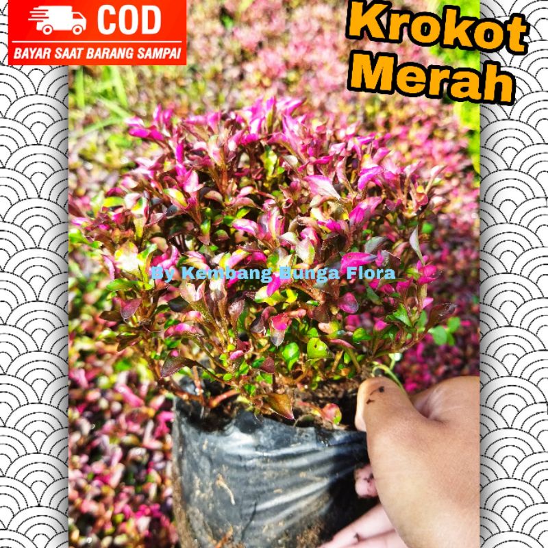 Jual Krokot Merah Cantik Murah/ Krokot/ Tanaman Hias/ Kerokot/ Tanaman ...