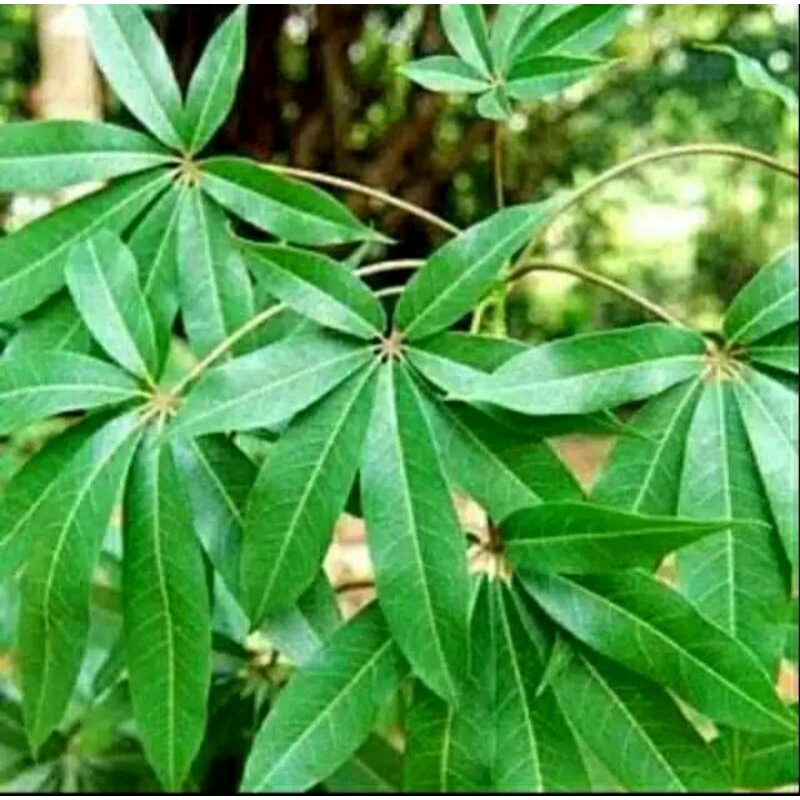 Jual daun randu segar, daun kapuk 100gr | Shopee Indonesia