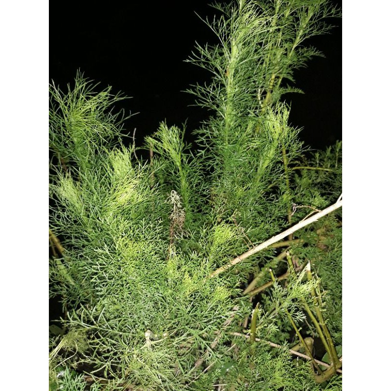Jual isi 7-10 Adas Pulosari daun adas dill sowa | Shopee Indonesia