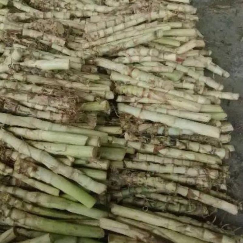 Jual bibit cutting Rumput odot pakan ternak hijaun super pakan hewan ...