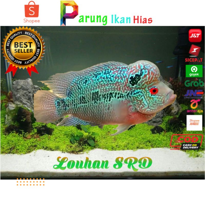 Jual IKAN LOHAN / LOUHAN SRD (PROGRESS) | Shopee Indonesia