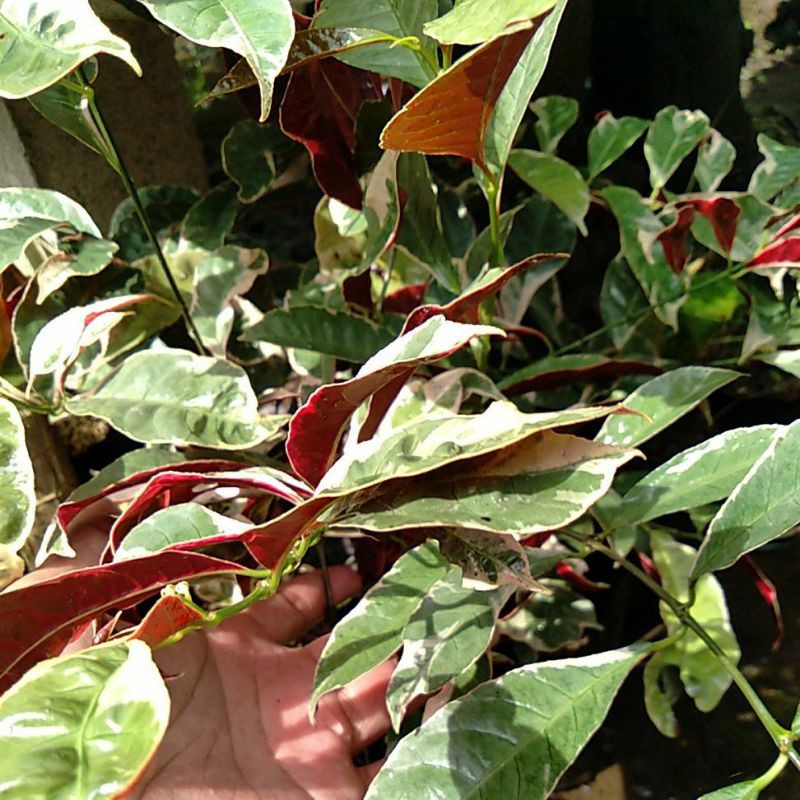 Jual Bunga SAMBANG DARAH Merah putih MURAH | Shopee Indonesia