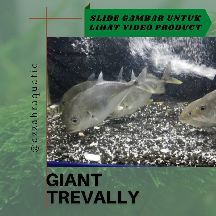 Jual Giant Trevally / Ikan GT Brackish Fish 8 cm (Gojek / Grab) - 8-9 ...