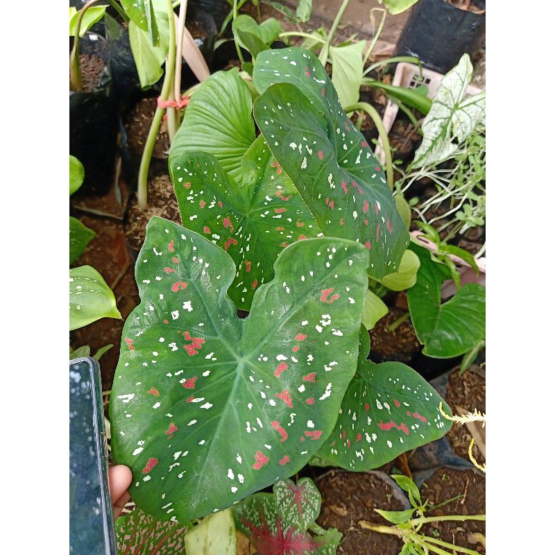 Jual Caladium Tricolor keladi tiga warna | Shopee Indonesia