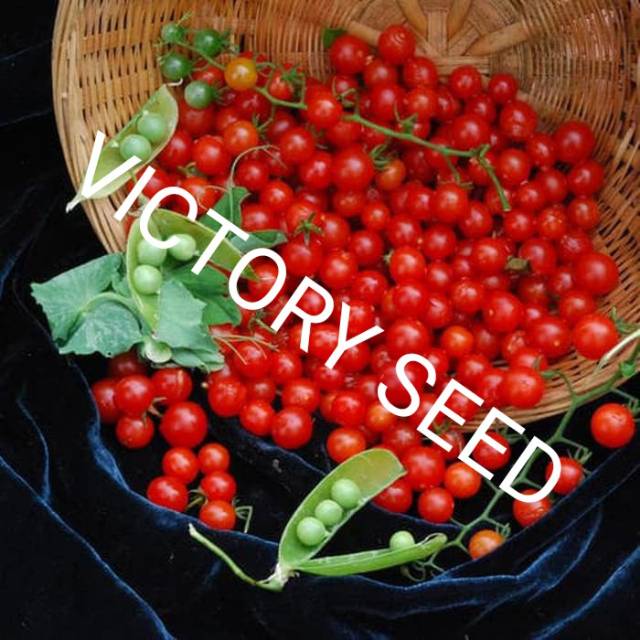 Jual Victory Seed Bibit Benih Buah Tomat Cherry Merah (Isi 10 Biji) | Shopee Indonesia