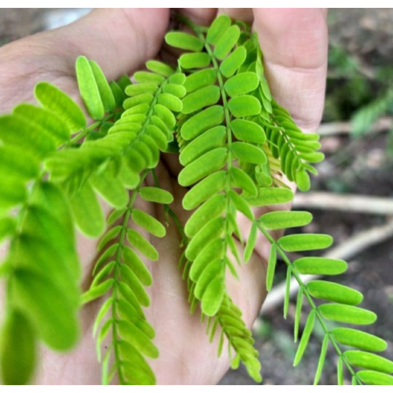 Jual Daun Sinom Asam Jawa Segar 1 Kg / Daun Asam Jawa Muda | Shopee ...